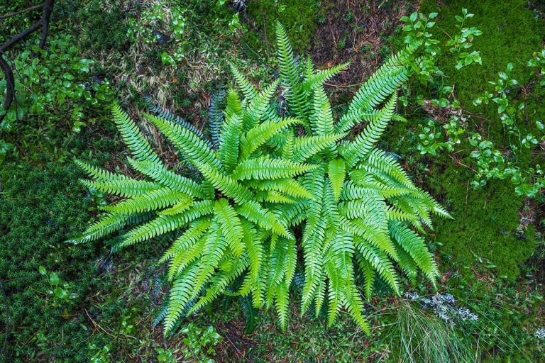 18 Different Types of Ferns (with Pictures) - Plantglossary