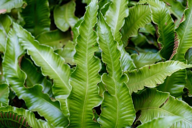 18 Different Types of Ferns (with Pictures) - Plantglossary
