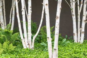 12 Trees with White Bark (Including Growing Info) - Plantglossary