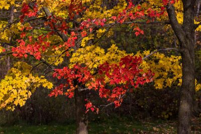 How Long Do Maple Trees Live? - Plantglossary