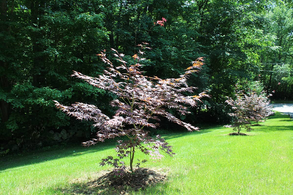 How Far Apart To Plant Maple Trees Plantglossary