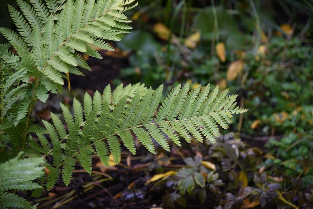 18 Different Types of Ferns (with Pictures) - Plantglossary