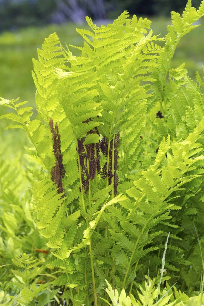 6 Ferns for pots in full sun - Plantglossary