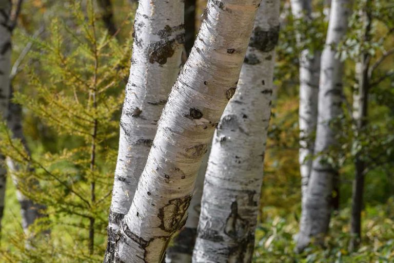 12 Trees with White Bark (Including Growing Info) - Plantglossary