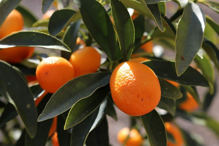 7 Stunning Trees with Orange Berries For Year-Round Color - Plantglossary