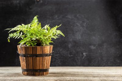 30 Different Types of Ferns (with Pictures) - Plantglossary
