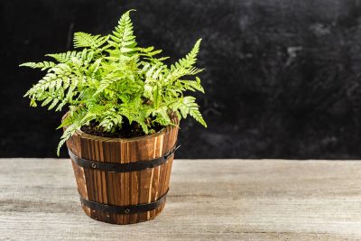 6 Ferns for pots in full sun - Plantglossary