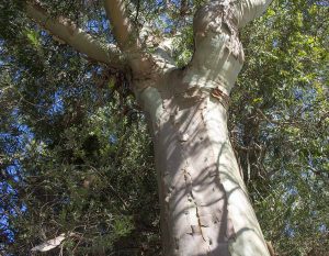 12 Trees with White Bark (Including Growing Info) - Plantglossary