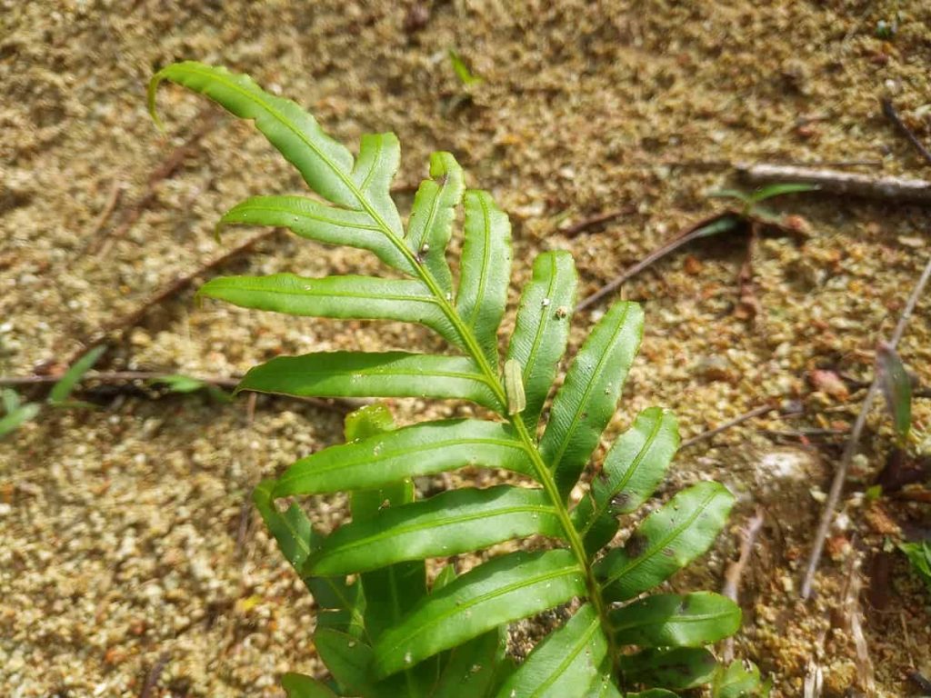 18 Different Types of Ferns (with Pictures) - Plantglossary