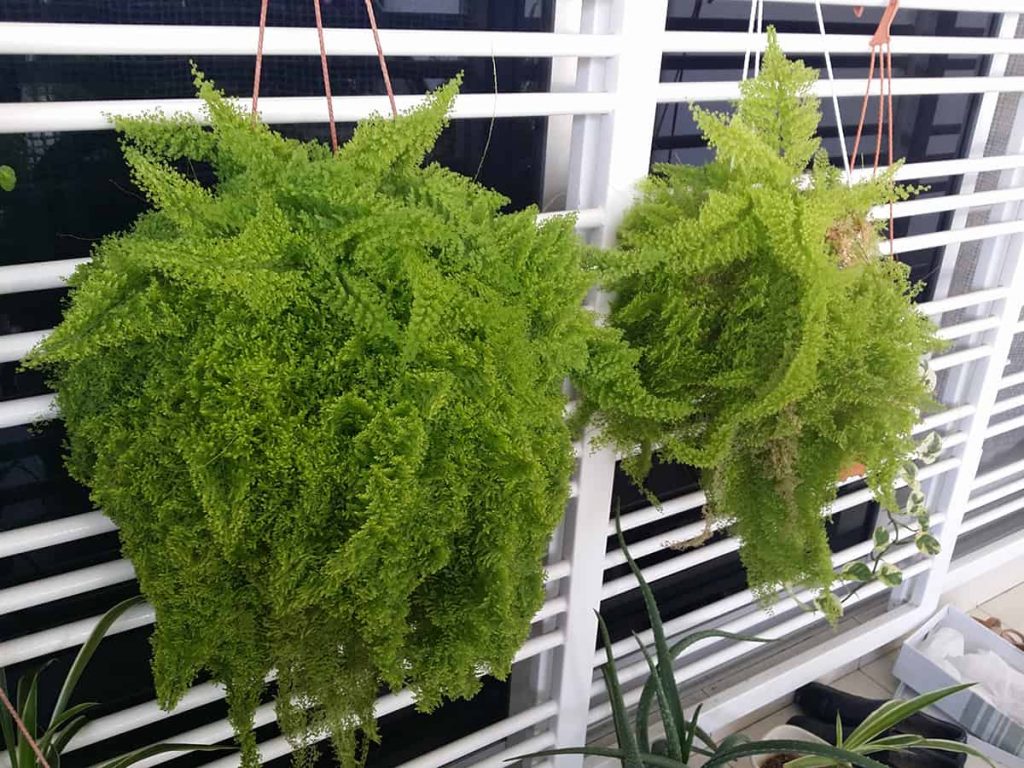18 Different Types of Ferns (with Pictures) - Plantglossary