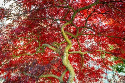 How Big Do Maple Trees Get? - Plantglossary