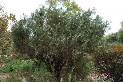 7 Types of Cypress Trees – Background, Qualities and Growing Conditions ...