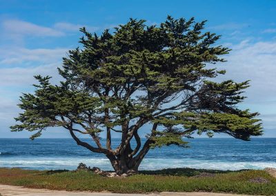 7 Types of Cypress Trees – Background, Qualities and Growing Conditions ...