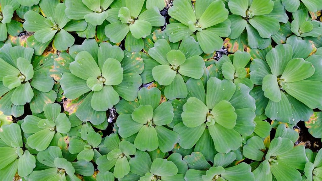 18 Different Types of Ferns (with Pictures) - Plantglossary