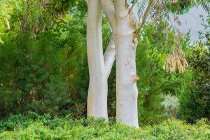 12 Trees with White Bark (Including Growing Info) - Plantglossary