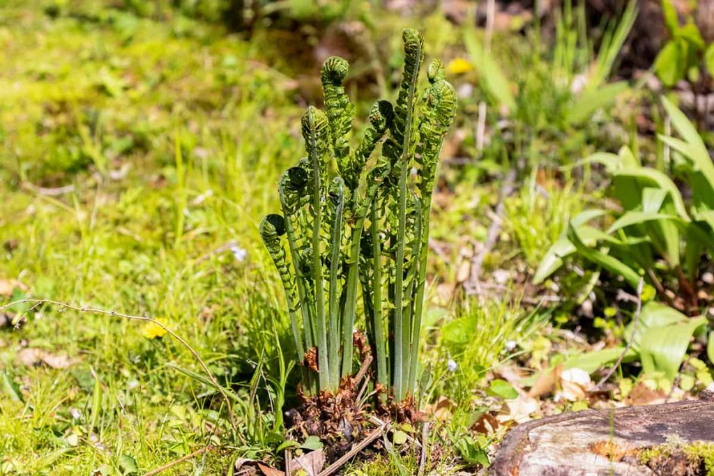 6 Ferns for pots in full sun - Plantglossary