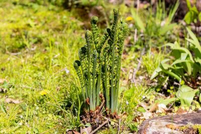 6 Ferns for pots in full sun - Plantglossary