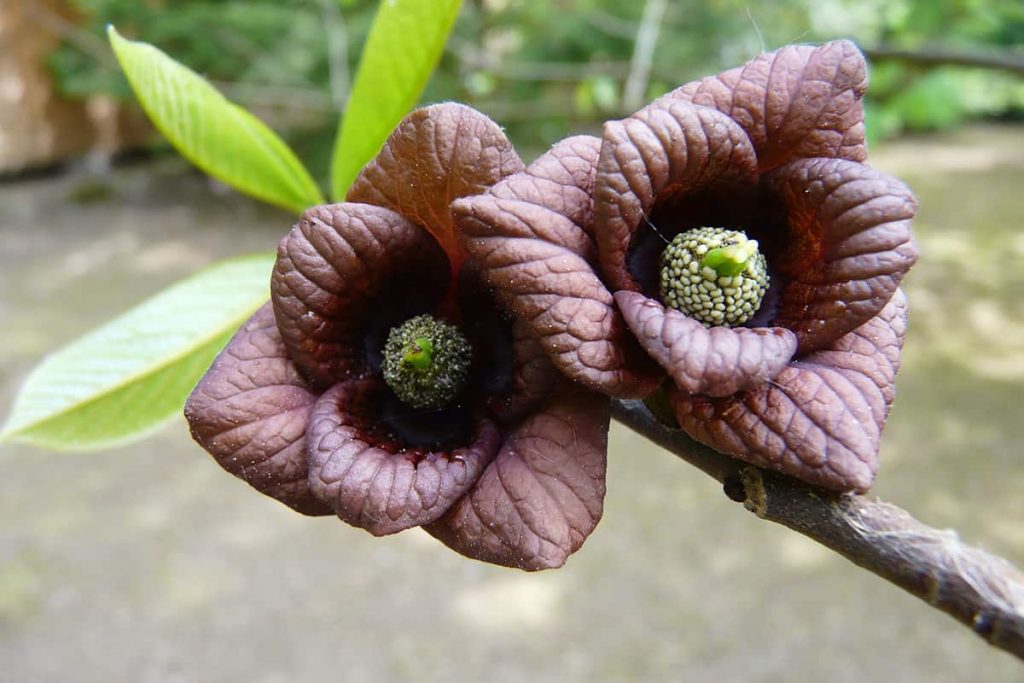 8 Beautiful Purple Flowering Trees In Spring (with Photos) - Plantglossary