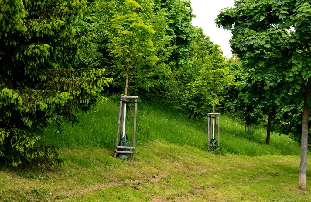 How Far Apart to Plant Maple Trees? - Plantglossary