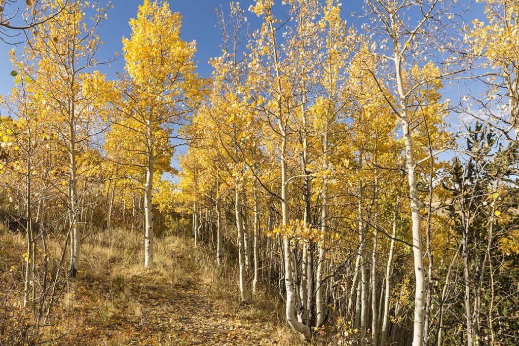 12 Trees with White Bark (Including Growing Info) - Plantglossary