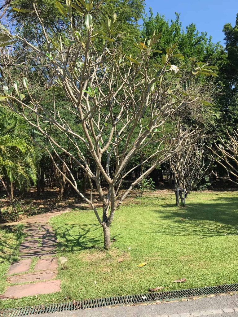 5 Fire-Resistant Trees (with Growing Info) - Plantglossary