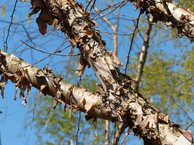 12 Trees with White Bark (Including Growing Info) - Plantglossary