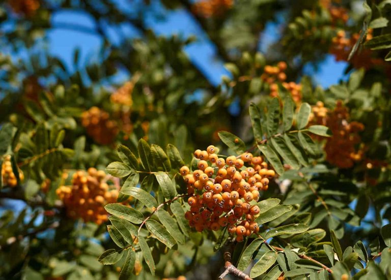 7 Stunning Trees with Orange Berries For Year-Round Color - Plantglossary