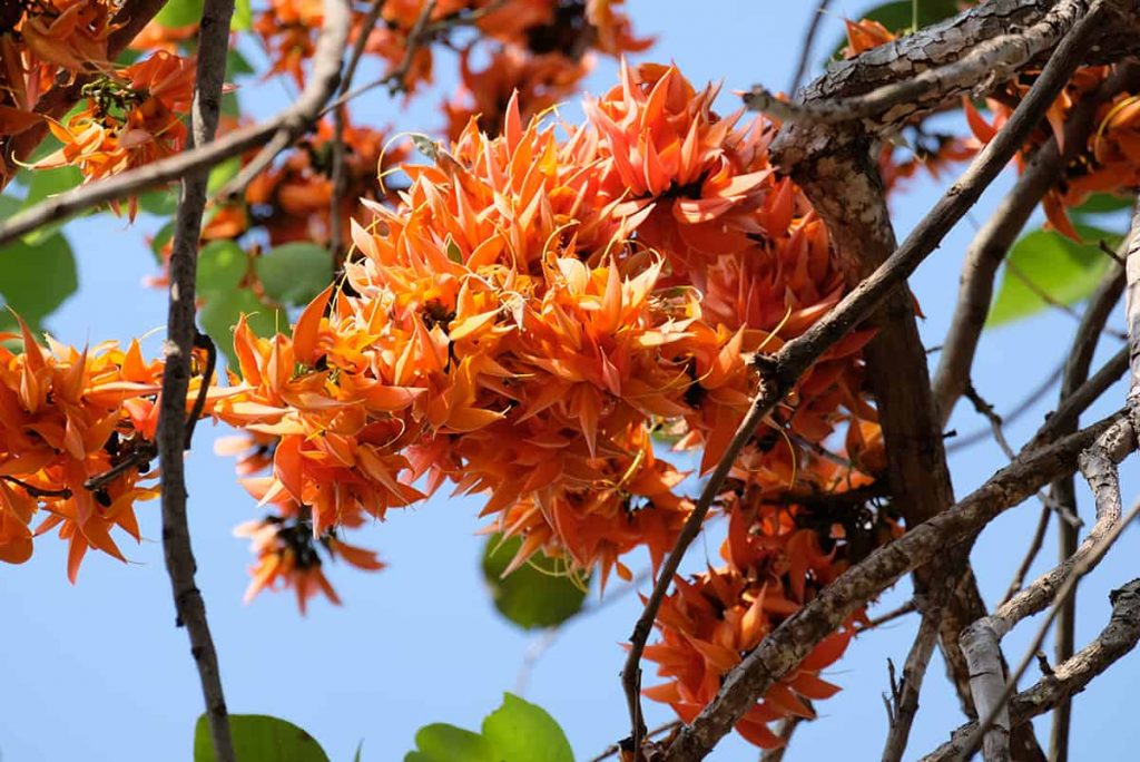 9 Trees with Orange Flowers (with Pictures) - Plantglossary