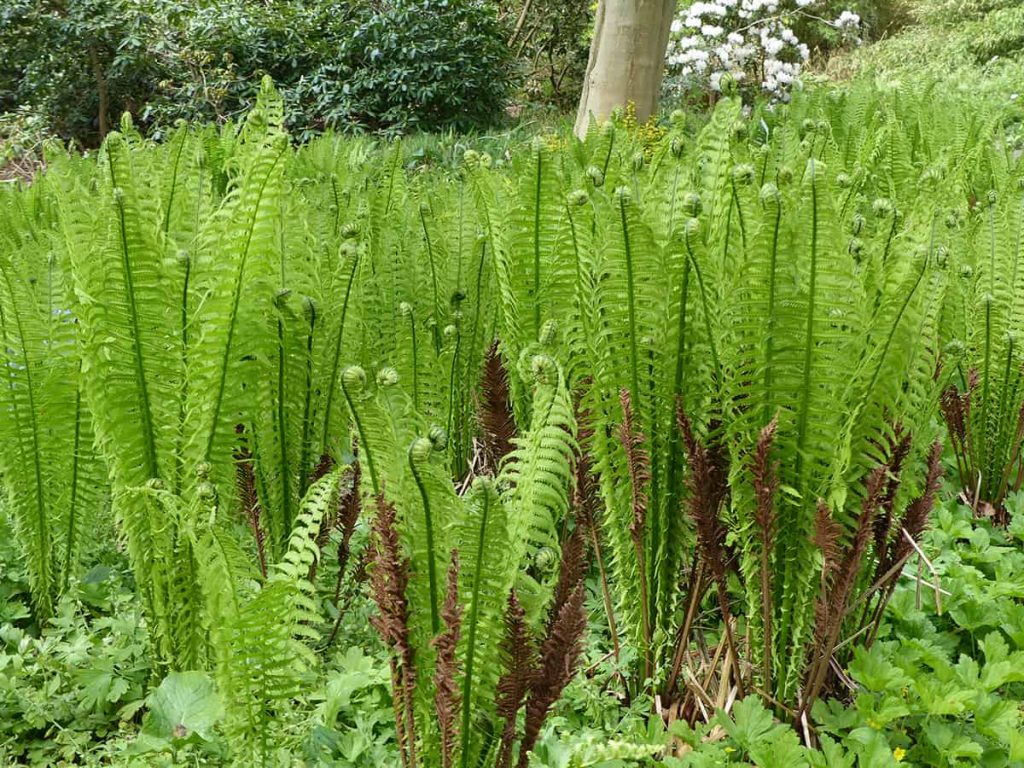 18 Different Types of Ferns (with Pictures) - Plantglossary