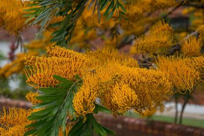 9 Trees with Orange Flowers (with Pictures) - Plantglossary