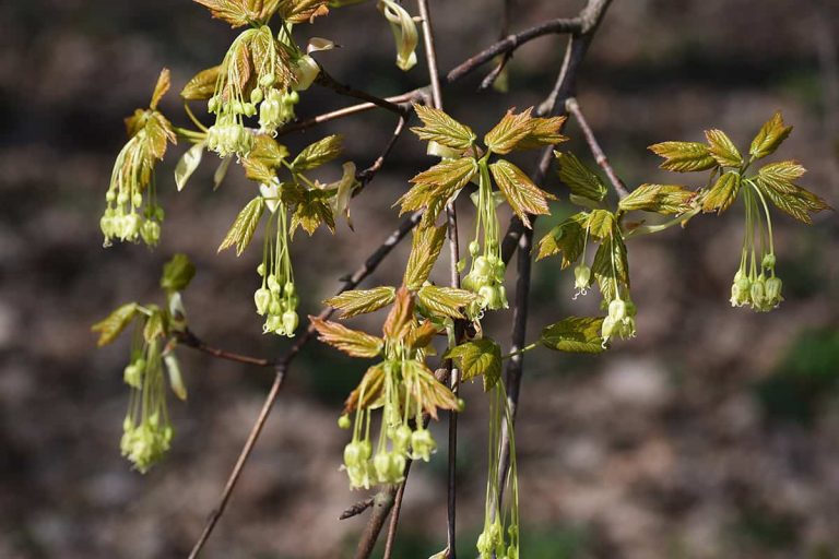 When Do Maple Trees Bloom? - Plantglossary