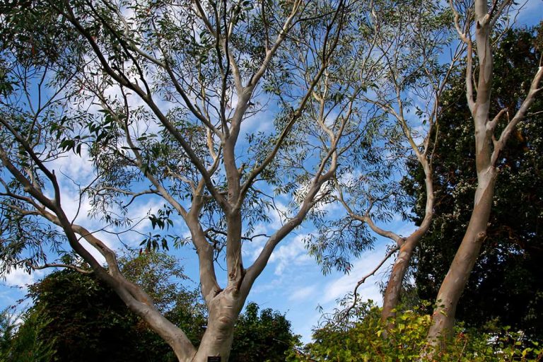 12 Trees with White Bark (Including Growing Info) - Plantglossary