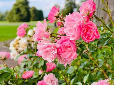 When Do Roses Bloom? - Plantglossary