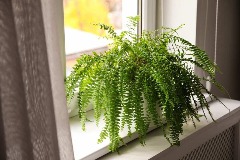 30 Different Types of Ferns (with Pictures) - Plantglossary
