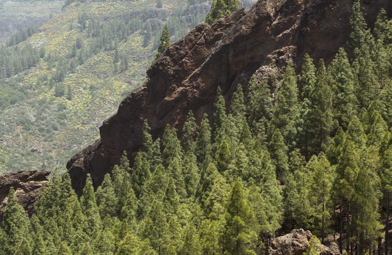 5 Fire-Resistant Trees (with Growing Info) - Plantglossary