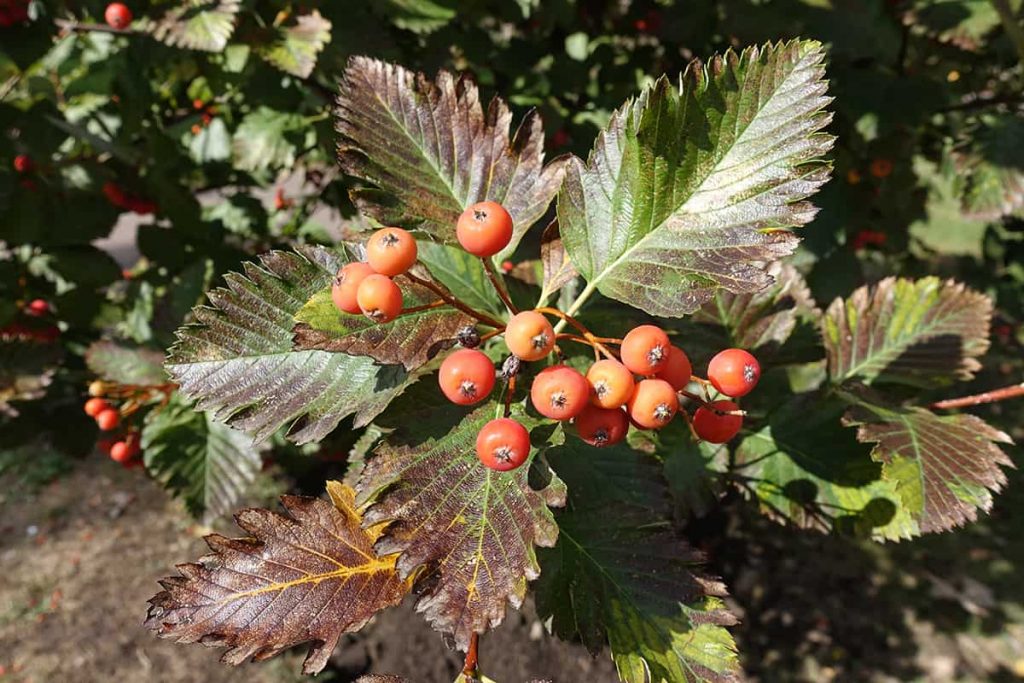 7 Stunning Trees with Orange Berries For Year-Round Color - Plantglossary