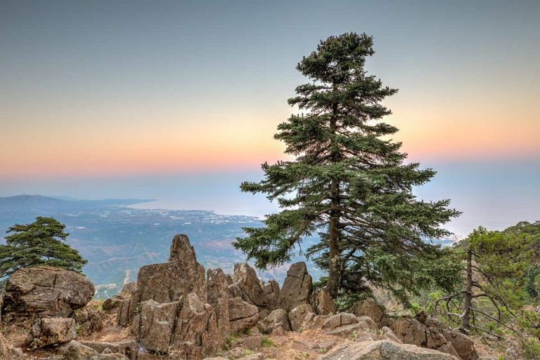 Types of Trees – The Ultimate Guide (with Pictures) - Plantglossary