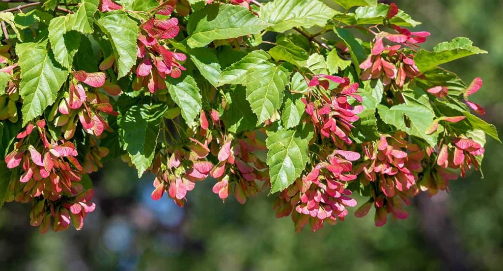 11 Different Types of Maple Trees - Plantglossary