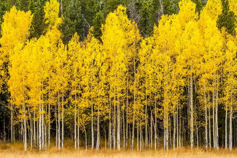Types of Trees – The Ultimate Guide (with Pictures) - Plantglossary