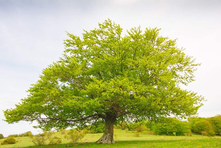 Types of Trees – The Ultimate Guide (with Pictures) - Plantglossary