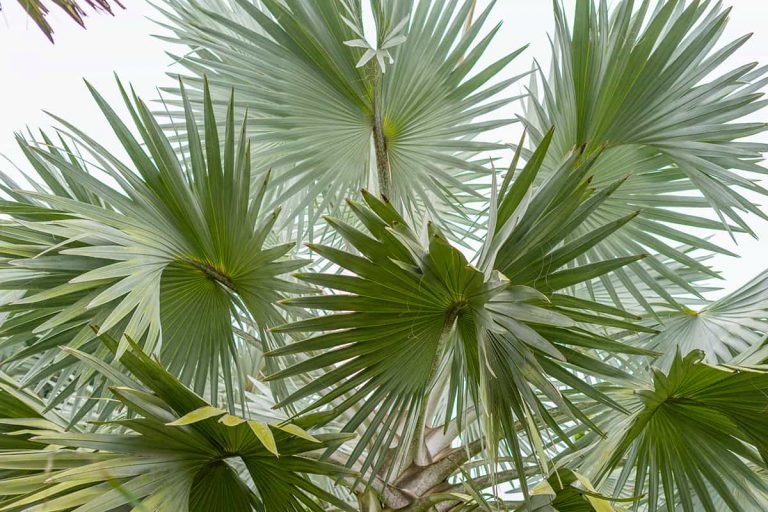 14 Different Types of Palm Trees Explained - Plantglossary