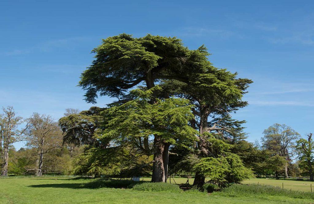 Types of Trees – The Ultimate Guide (with Pictures) - Plantglossary