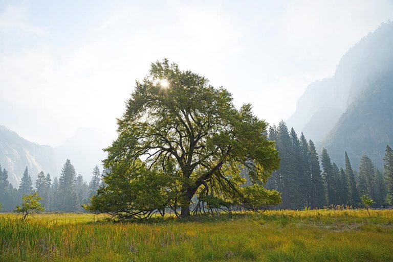 Types of Trees – The Ultimate Guide (with Pictures) - Plantglossary