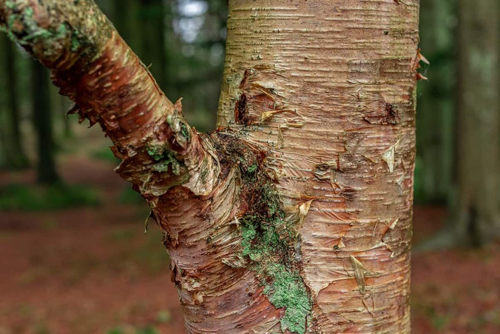 8 Common Types of birch trees (with Photos) - Plantglossary