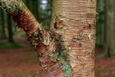 8 Common Types of birch trees (with Photos) - Plantglossary