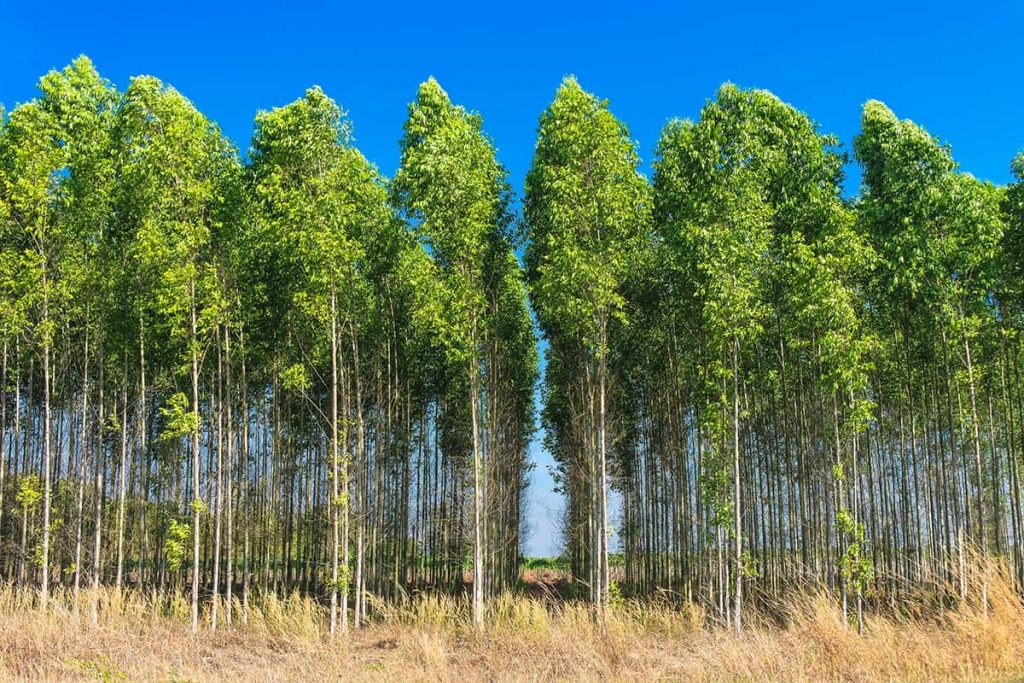 Types of Trees – The Ultimate Guide (with Pictures) - Plantglossary