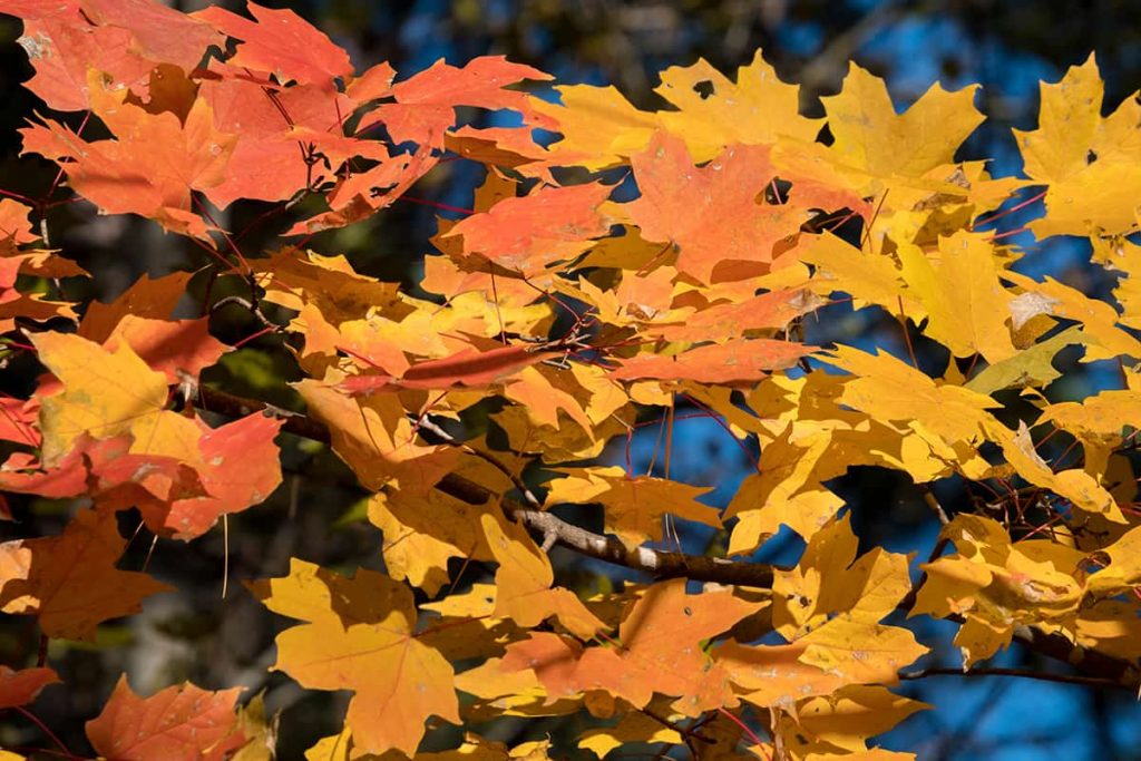 11 Different Types of Maple Trees - Plantglossary