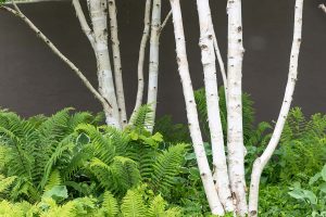 8 Common Types of birch trees (with Photos) - Plantglossary