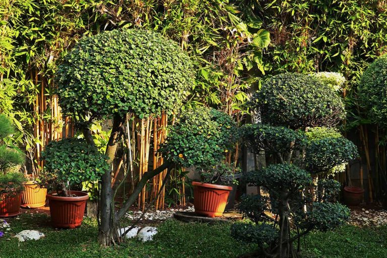 Banyan Trees – All You Need to Know - Plantglossary