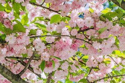 8 Types of Cherry Blossom Trees: Discovering Their Unique ...